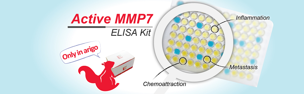 New MMP7 (total or active) ELISA kits are released - News - Company - arigo Biolaboratories